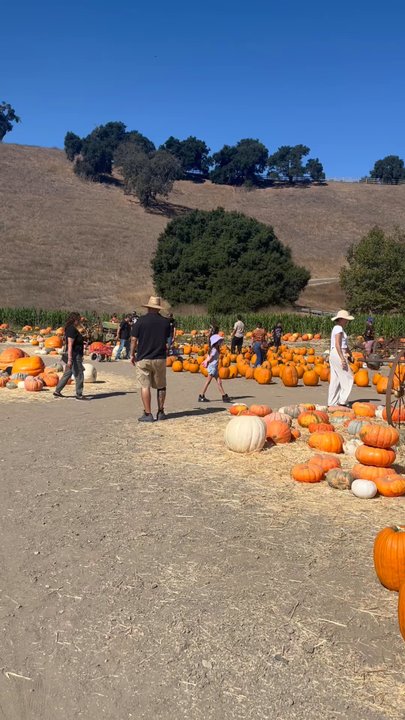 SOLVANG FARMER PUMPKIN PATCH - Updated October 2025 - 134 Photos & 33 ...