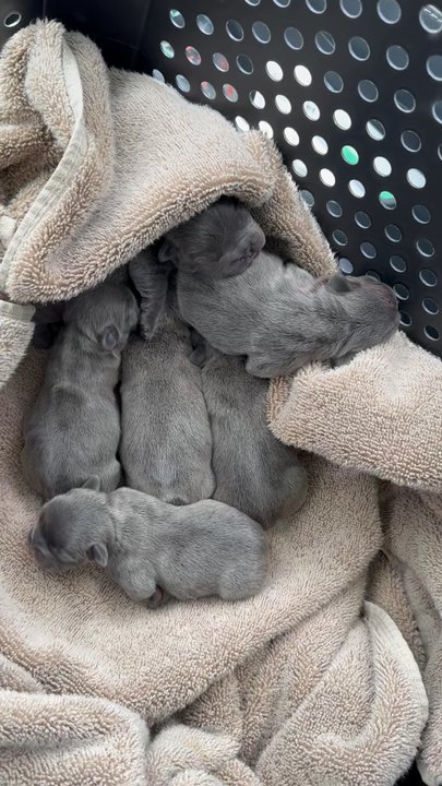 DIRK BUTCHKO PRO VET - Updated December 2025 - 165 Photos & 369 Reviews ...