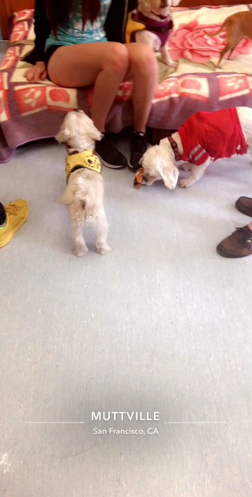 MUTTVILLE SENIOR DOG RESCUE - Updated October 2025 - 347 Photos & 169 ...