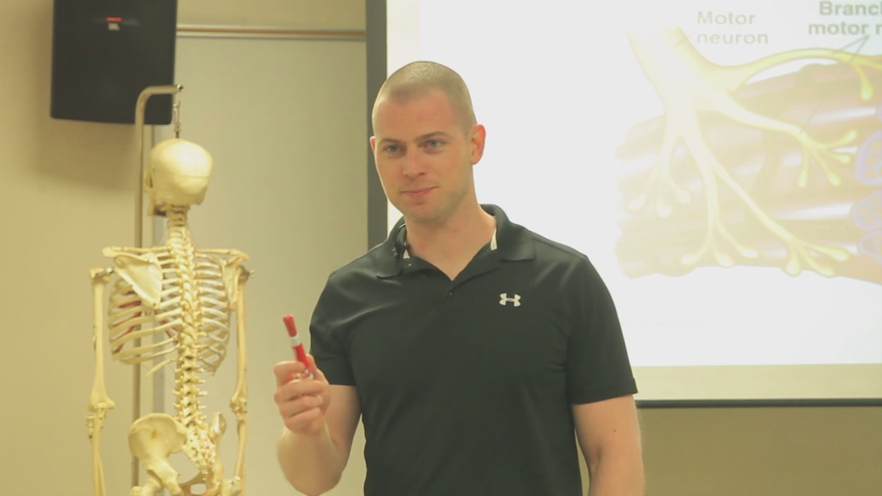 Introduction to the Nervous System - Brookbush Institute