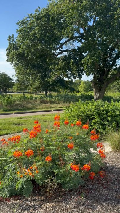 Houston Botanic Garden - Updated June 2026 - 884 Photos & 120 Reviews ...