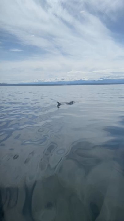 PUGET SOUND EXPRESS - Updated July 2025 - 210 Photos & 86 Reviews - 459 ...