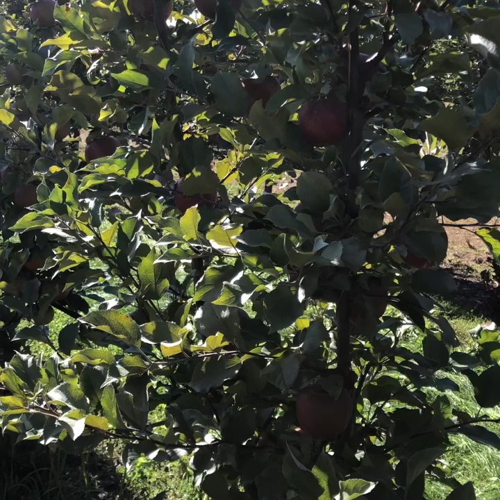 TOUGAS FAMILY FARM - Updated August 2025 - 381 Photos & 210 Reviews ...