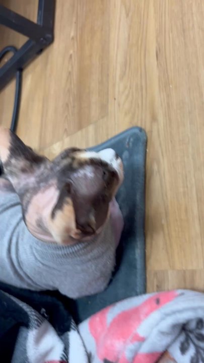 CATFFEINATED - Updated December 2025 - 22 Photos - 212 S Meridian ...