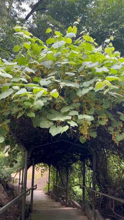 UCR BOTANIC GARDENS - Updated May 2025 - 665 Photos & 132 Reviews - 1 ...