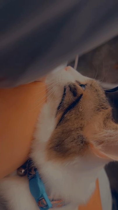 LOVE ANIMAL HOSPITAL AND URGENT CARE - Updated May 2025 - 38 Photos ...