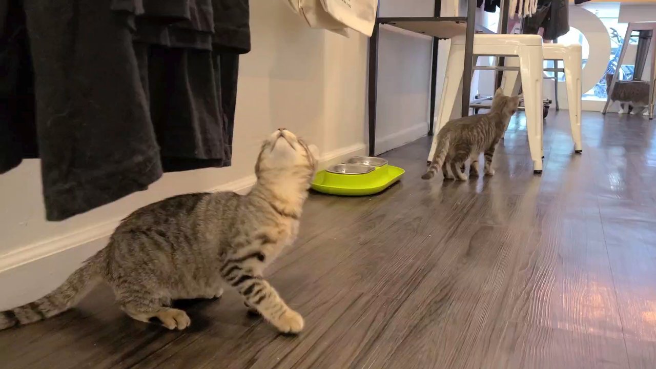 MEOW PARLOUR - Updated November 2025 - 877 Photos - 323 Reviews - 43 ...