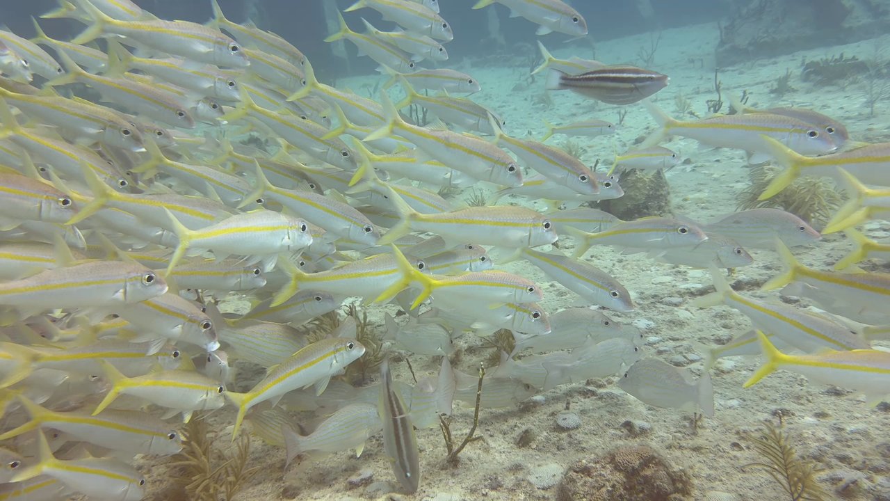 CONCH REPUBLIC DIVERS - Updated January 2026 - 105 Photos & 61 Reviews ...
