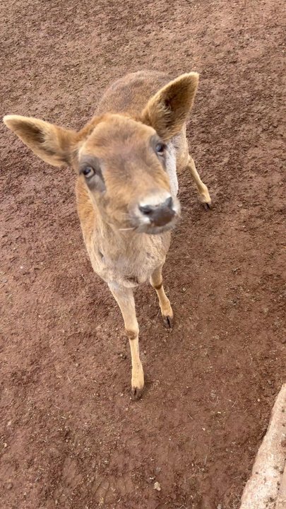 GRAND CANYON DEER FARM - Updated May 2025 - 798 Photos & 307 Reviews ...