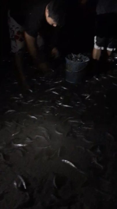 GRUNION RUN - Updated June 2026 - 24 Photos & 16 Reviews - 3720 Stephen ...