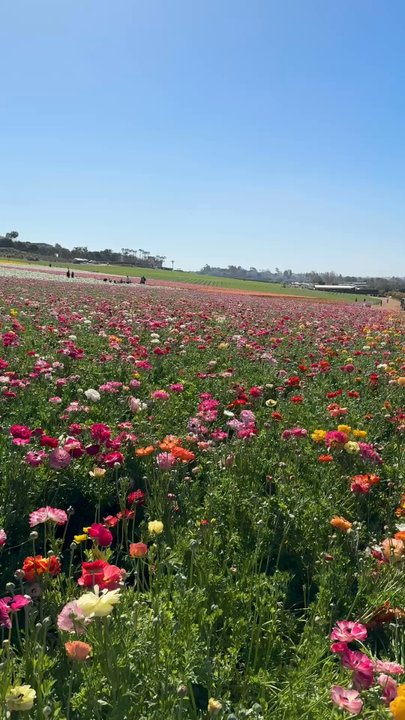 THE FLOWER FIELDS - Updated April 2025 - 8234 Photos & 1353 Reviews ...