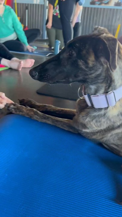 CRATE ESCAPES DOG PARK + BAR - Updated May 2026 - 129 Photos & 20 ...