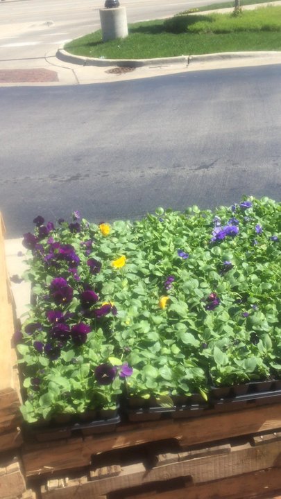 FRESH FARMS INTERNATIONAL MARKET - Updated June 2026 - 231 Photos & 168 ...