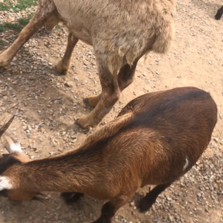 LURAY ZOO - Updated April 2026 - 111 Photos & 91 Reviews - 1087 US Hwy ...