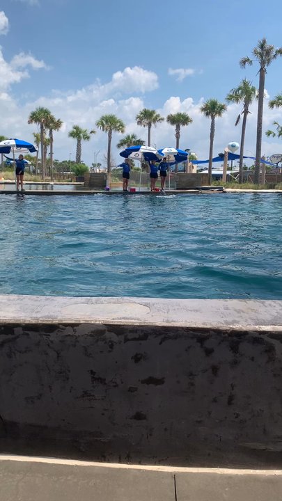GULFARIUM MARINE ADVENTURE PARK - Updated April 2026 - 599 Photos & 286 ...