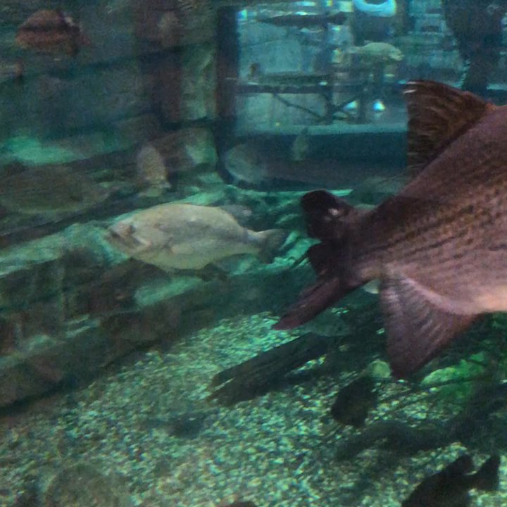 BASS PRO SHOPS - Updated October 2025 - 118 Photos & 95 Reviews - 6112 ...