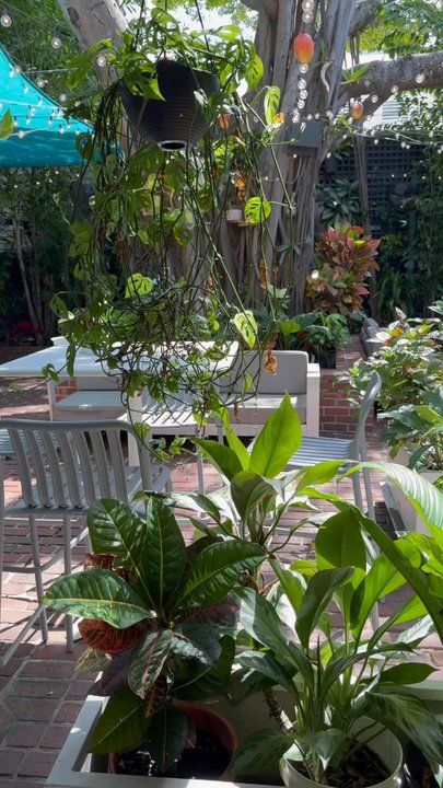 MANGOES - Updated November 2025 - 546 Photos & 629 Reviews - 700 Duval ...