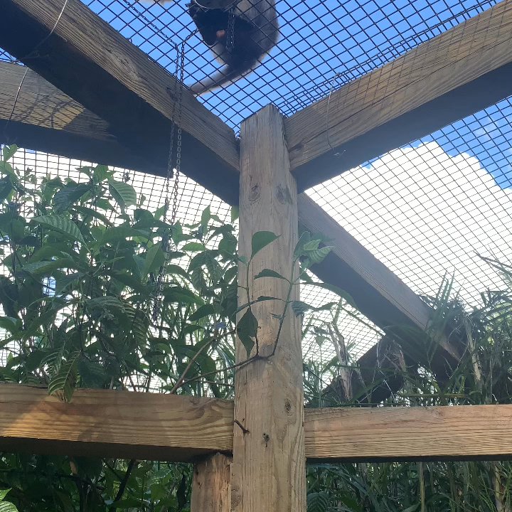 MONKEY JUNGLE - Updated January 2025 - 381 Photos & 201 Reviews - 14805 ...