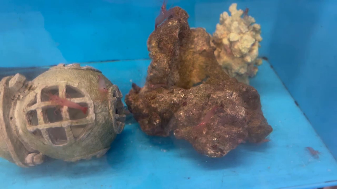 THAT FISH PLACE - THAT PET PLACE - Updated December 2025 - 149 Photos ...