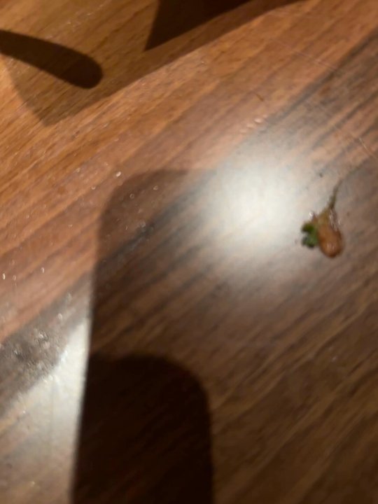 MISHREE - Updated December 2025 - 53 Photos & 25 Reviews - 825 ...