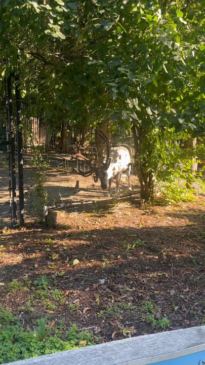 STONE ZOO - Updated June 2025 - 229 Photos & 205 Reviews - 149 Pond St ...