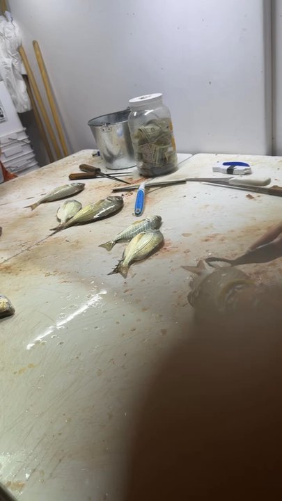 SOUND BOUND FISHING CHARTERS - Updated December 2025 - 83 Photos & 23 ...