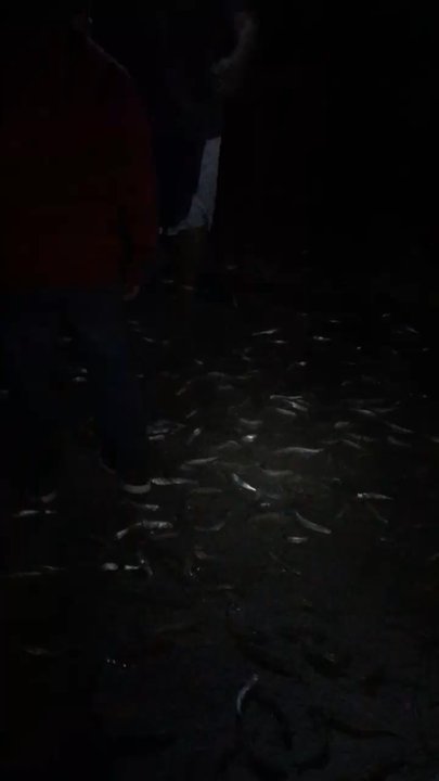GRUNION RUN - Updated April 2026 - 24 Photos & 16 Reviews - 3720 ...