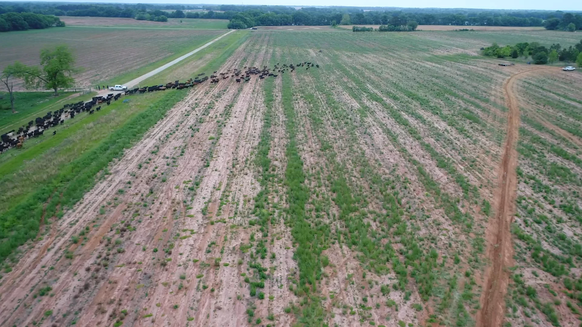 White Oak Pastures