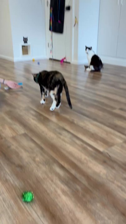 CATFE MONTCLAIR - Updated December 2025 - 35 Photos & 12 Reviews - 356 ...