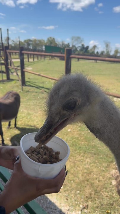 BAYOU WILDLIFE ZOO - Updated May 2026 - 351 Photos & 157 Reviews - 5050 ...