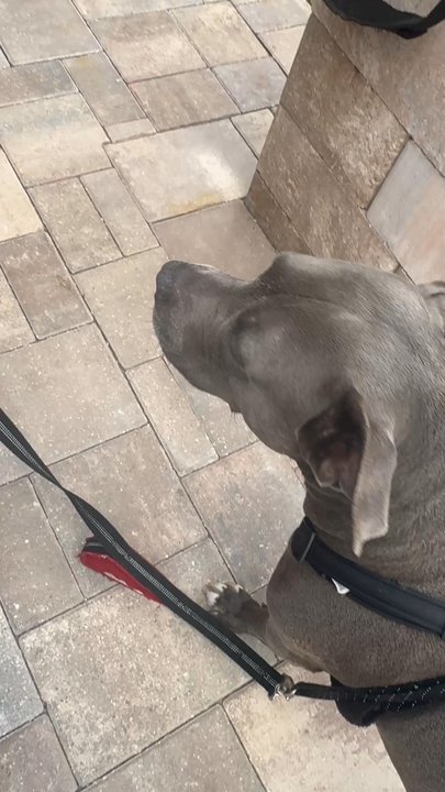 LYNDA’S AT THE OCEAN CLUB - Updated April 2026 - 151 Photos & 38 ...