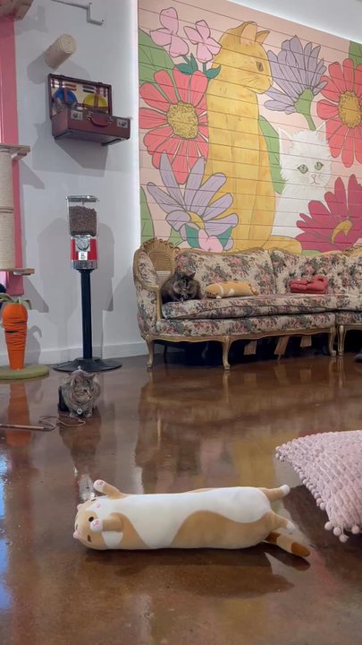 DON’T STRESS MEOWT - CAT CAFE - Updated September 2025 - 294 Photos ...