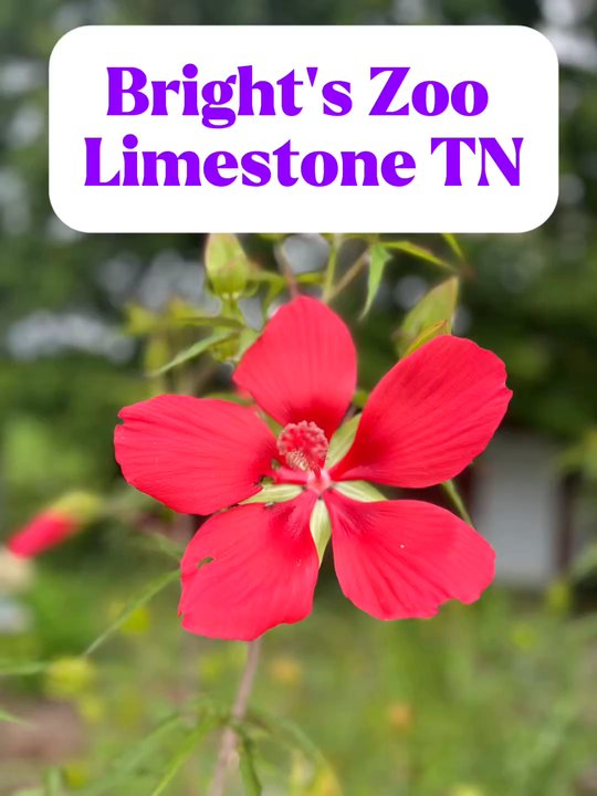 BRIGHT’S ZOO - Updated January 2026 - 95 Photos & 39 Reviews - 3425 Hwy ...