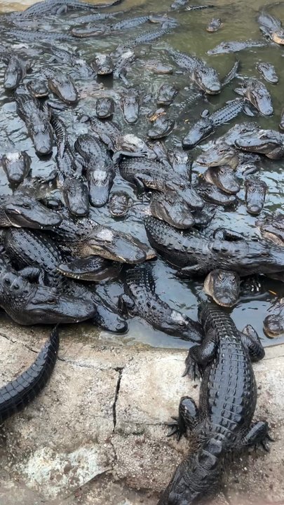 CROC ENCOUNTERS - Updated December 2025 - 316 Photos & 154 Reviews ...