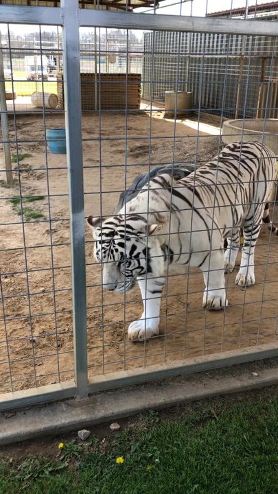 SHARKAROSA WILDLIFE RANCH - Updated October 2025 - 312 Photos & 135 ...