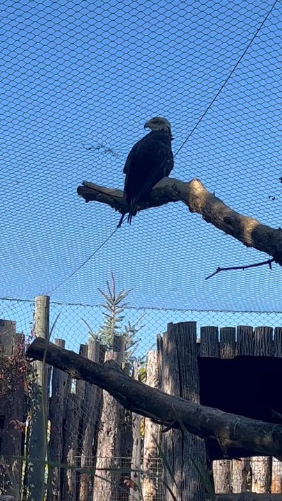 RED RIVER ZOO - Updated September 2025 - 183 Photos & 39 Reviews - 4255 ...