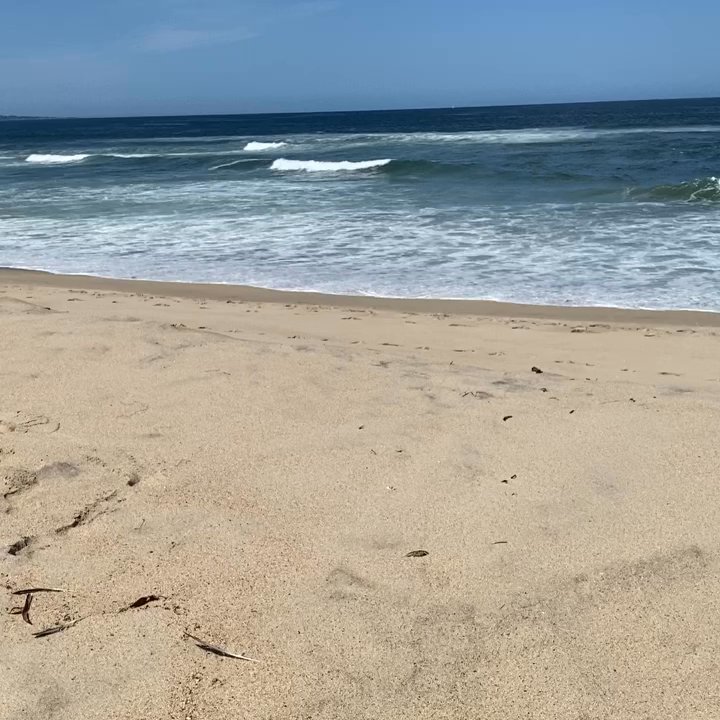 FORT ORD DUNES STATE PARK - Updated November 2025 - 312 Photos & 49 ...