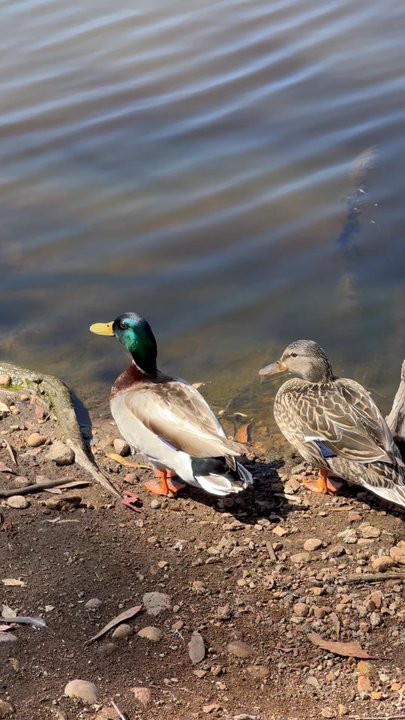SCRIPPS MIRAMAR RANCH LIBRARY - Updated January 2026 - 105 Photos & 58 ...