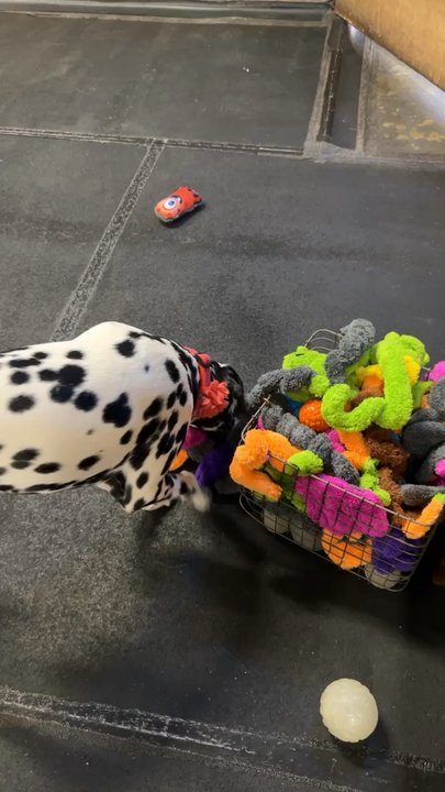 CYCLE DOG - Updated December 2025 - 50 Photos & 32 Reviews - 2056 NW ...