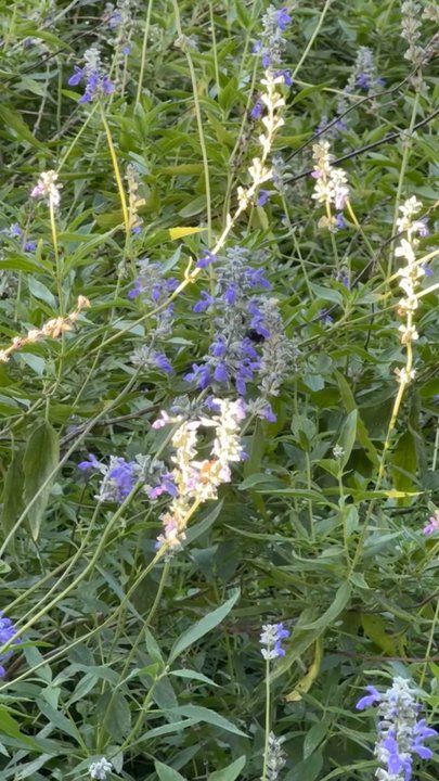 Houston Botanic Garden - Updated May 2026 - 884 Photos & 121 Reviews ...