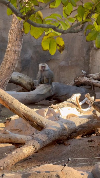 PHOENIX ZOO - Updated December 2024 - 2352 Photos & 1039 Reviews - 455 ...