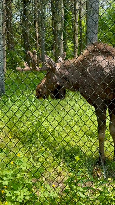 MAINE WILDLIFE PARK - Updated March 2026 - 192 Photos & 101 Reviews ...