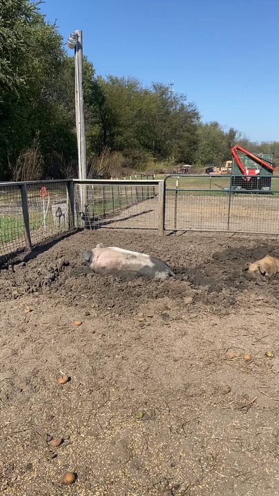 FUN FARM PUMPKIN PATCH - Updated December 2025 - 108 Photos & 47 ...