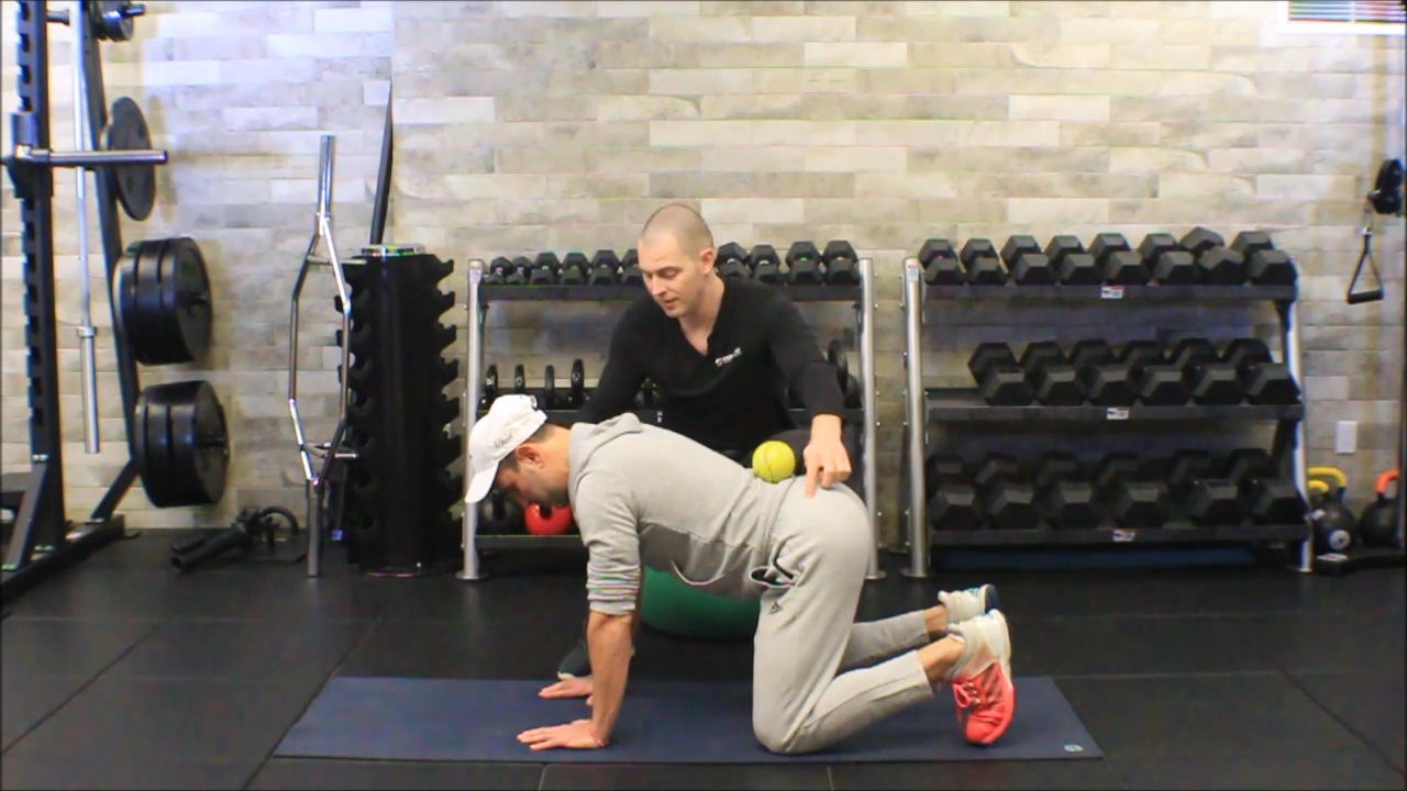 Quadrupeds: Introduction - Brookbush Institute