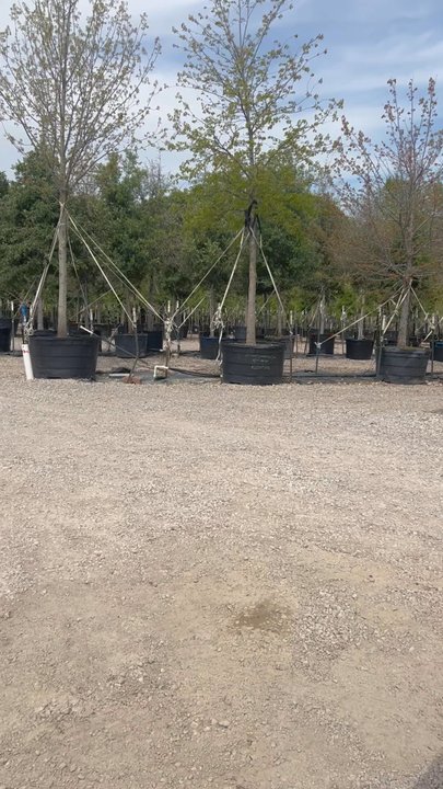 THE TREE PLACE - Updated October 2025 - 28 Photos & 31 Reviews - 5625 I ...