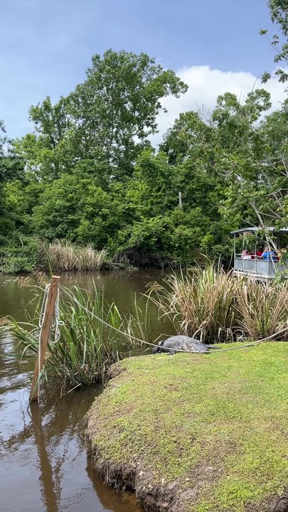 CAJUN PRIDE SWAMP TOURS - Updated January 2026 - 1606 Photos & 717 ...