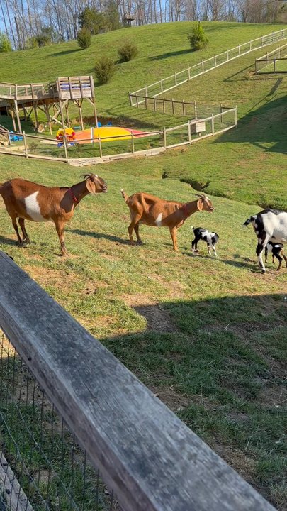 JAYELL RANCH - Updated May 2025 - 316 Photos & 337 Reviews - 1131 ...