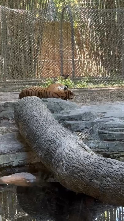 JACKSONVILLE ZOO AND GARDENS - Updated October 2025 - 2698 Photos & 485 ...