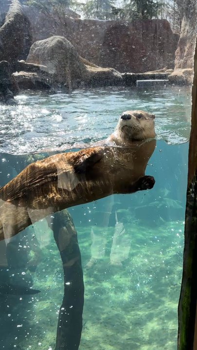 ZOO KNOXVILLE - Updated March 2026 - 487 Photos & 169 Reviews - 3500 ...