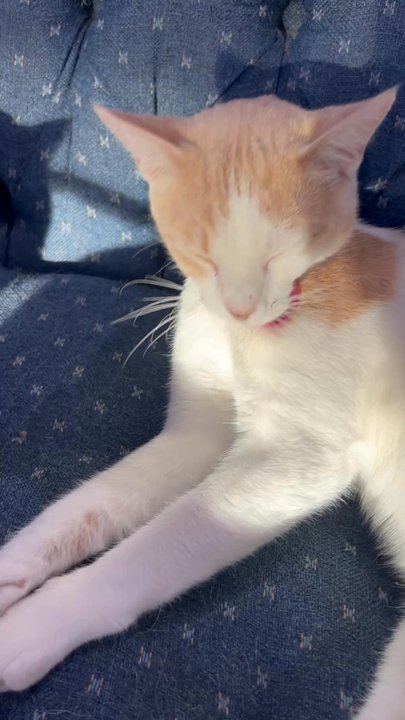 DON’T STRESS MEOWT - CAT CAFE - Updated April 2026 - 319 Photos & 39 ...
